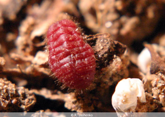 Vermiglio: Step 01- Definizione