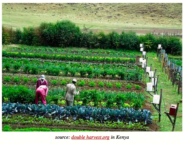 Gravity Drip Bucket Irrigation Systems | Big Picture Agriculture