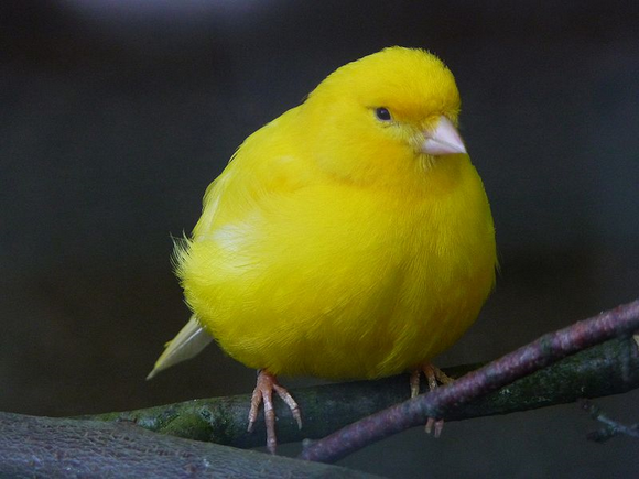 Domestic Canary | THE NATURE OF THE WORLD