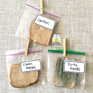 Bread Mold Experiment