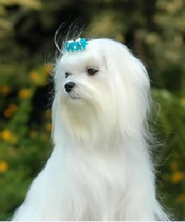 Estrela Rural: Maltês - Destaque no Brasil e no Site