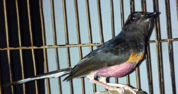 Tips Khusus menangani murai batu yang macet bunyi | Satu Hati Satu Hobi