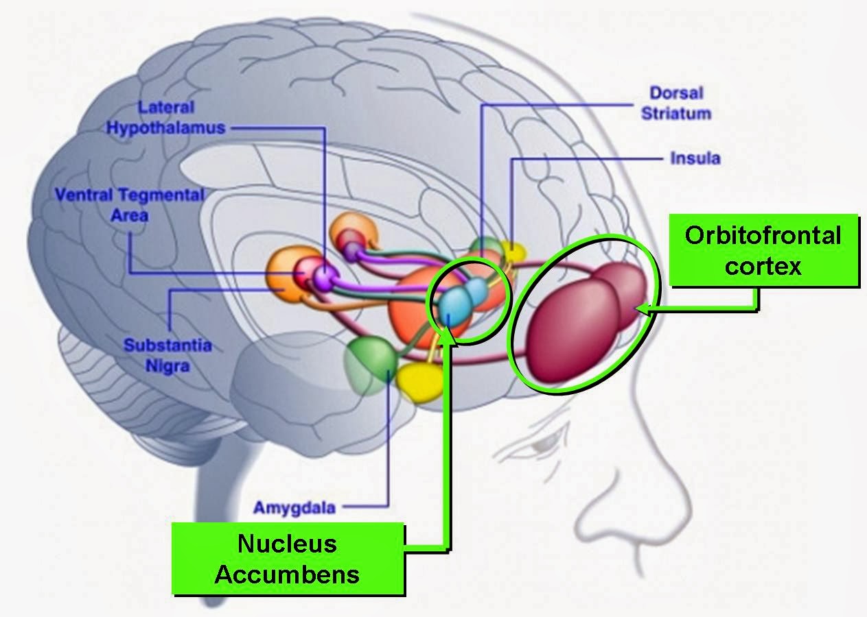 87 Best Limbic system images in 2019 | Limbic system, Neuroscience ...