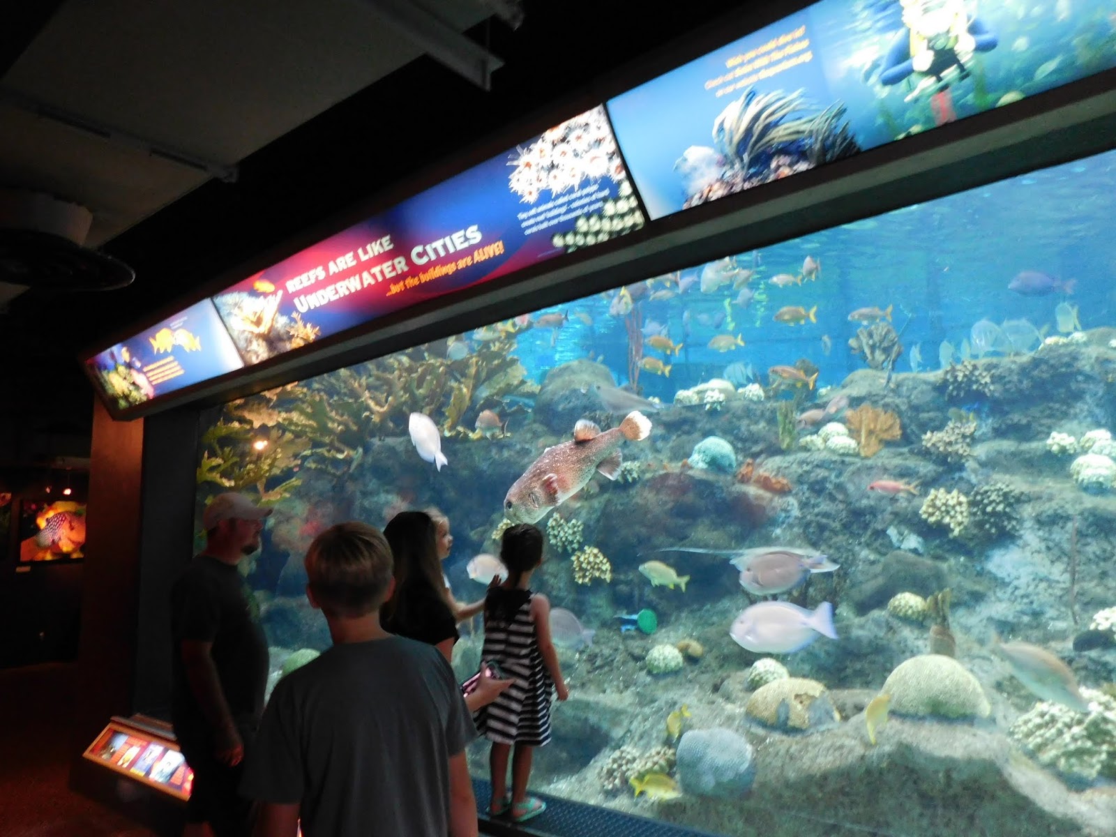 Our Trip to the Florida Aquarium