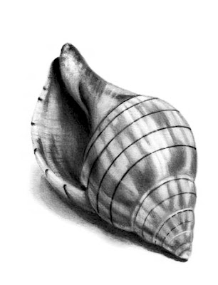 Botanical Art Study: Shell Graphite Pencil study