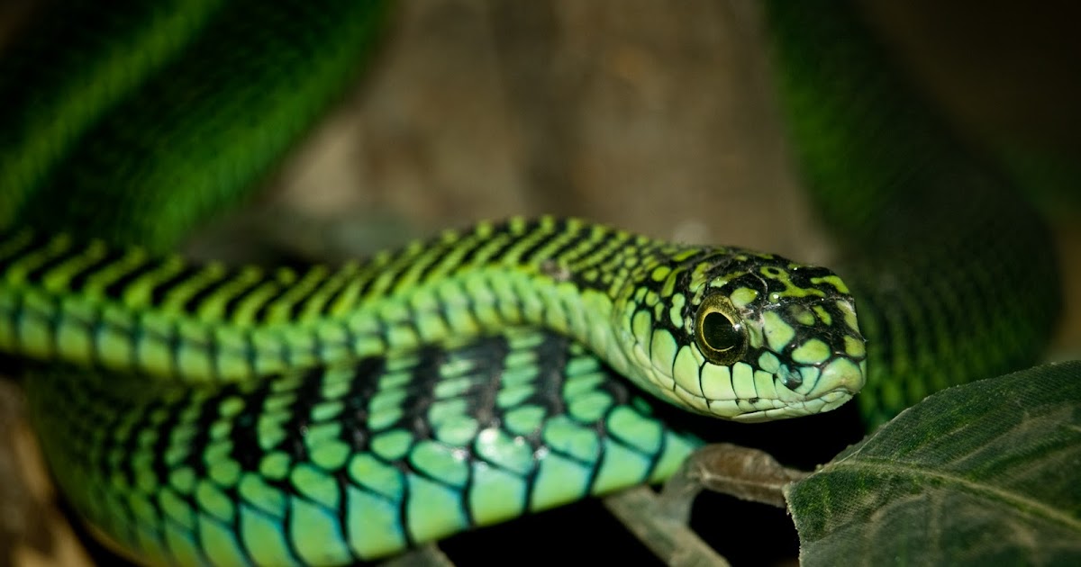 Animales en el Planeta: La boomslang (Dispholidus typus) (Las ...