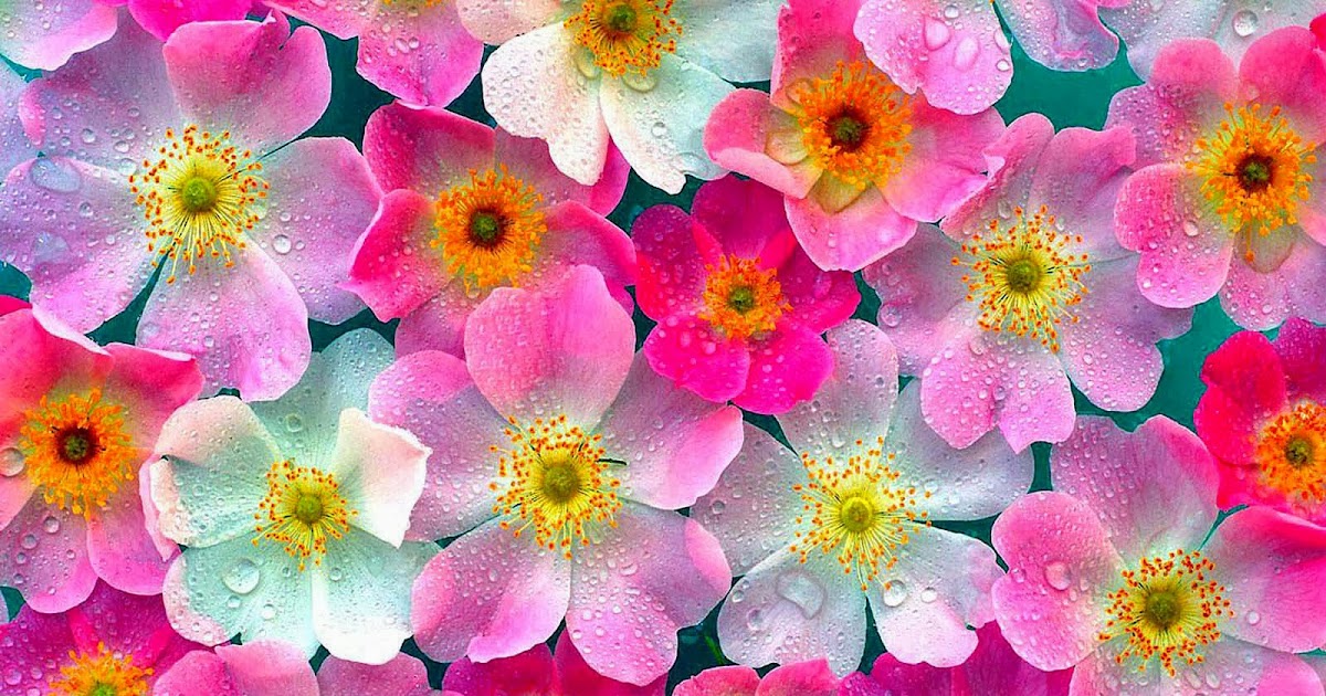 21+ Paling Top Background Bunga-bunga