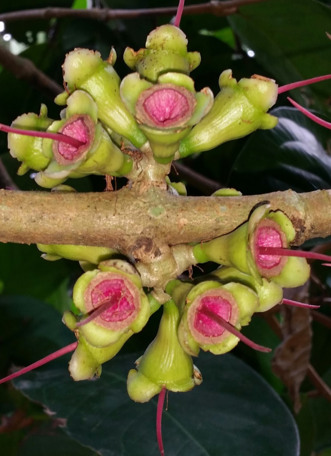 Warisan Petani: Ogos 2016