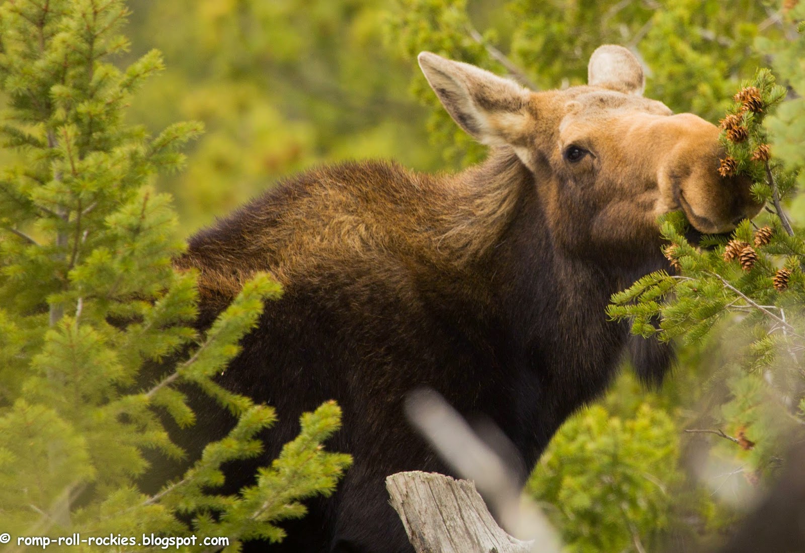 Romping and Rolling in the Rockies: Moose, moose, moose!