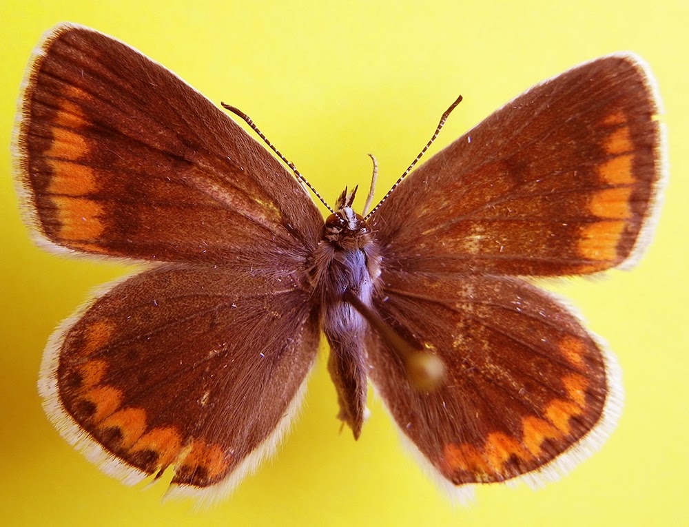 MARIPOSAS (BUTTERFLIES): Subfamilia POLYOMMATINAE Tribu POLYOMMATINI ...