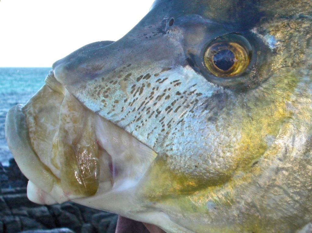 Excursionistas2: Losing Nemo