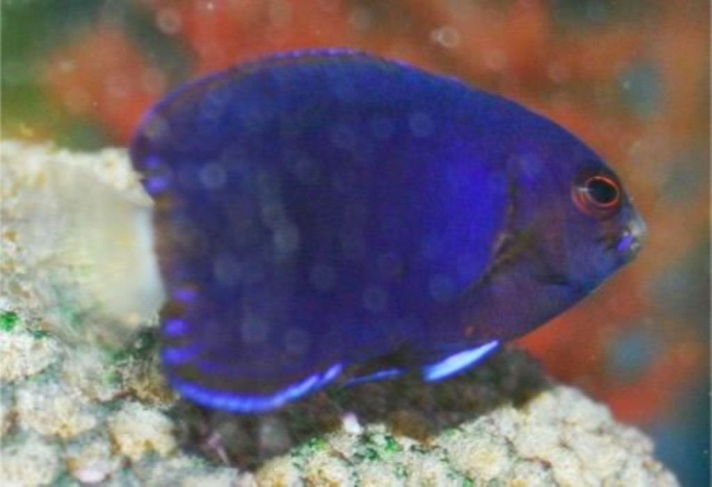 Fish Pictures: Pacific pygmy angelfish - Centropyge flavicauda