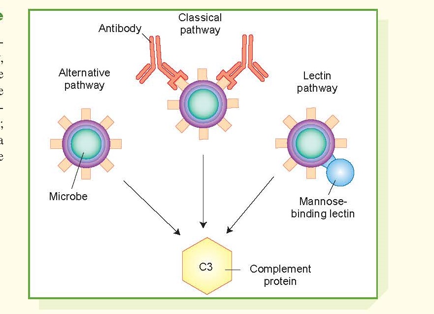 The Complement System - pediagenosis
