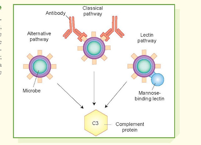 The Complement System - pediagenosis
