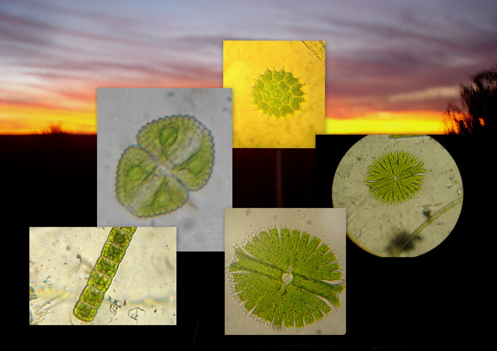 Cultivo de Microalgas em Fotobiorreatores: Gleisi Hoffmann... Microalgas...