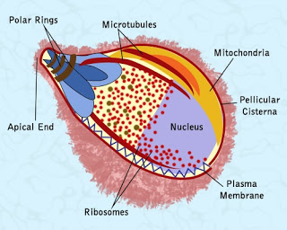 What is the Sporozoa classification of species traits | Domain Biologi