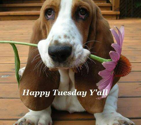 PICTURES OF JUST DOGS! - Page 404 - Blogs & Forums