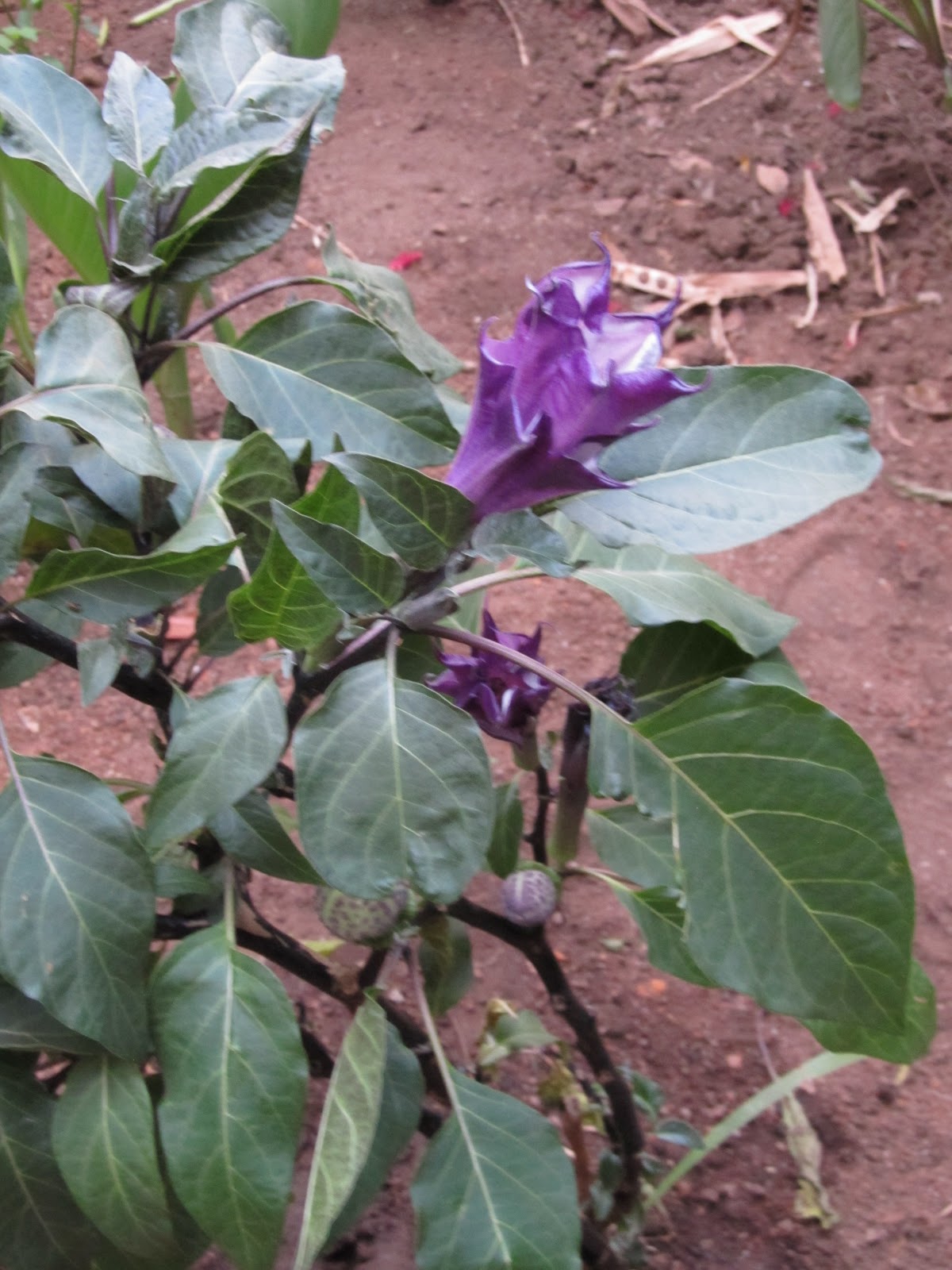 Here is Malawi: Awesome Plants 4
