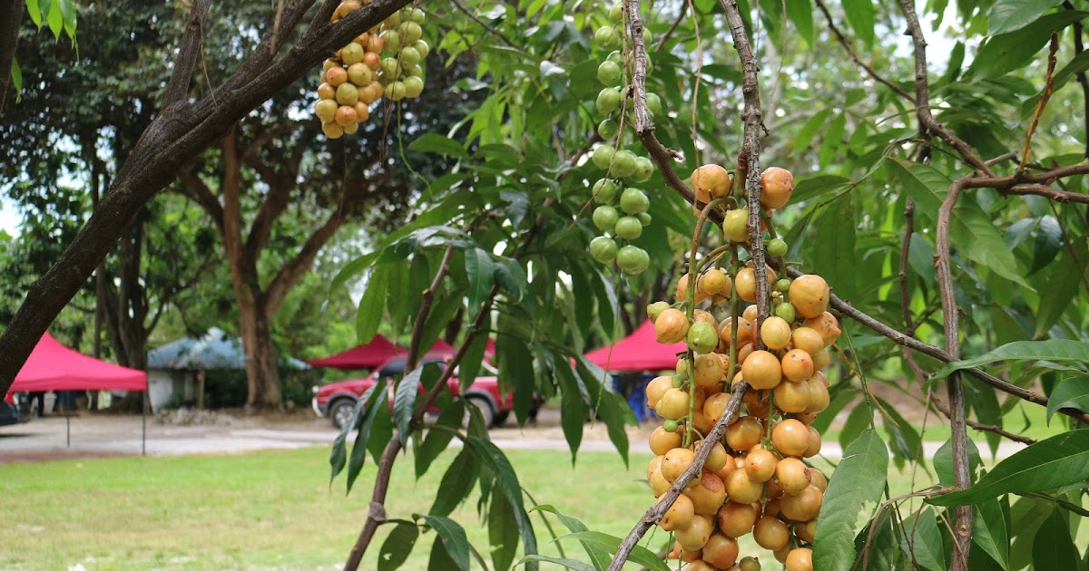 antara sejarah dan nostalgia: Pokok Rambai Istana