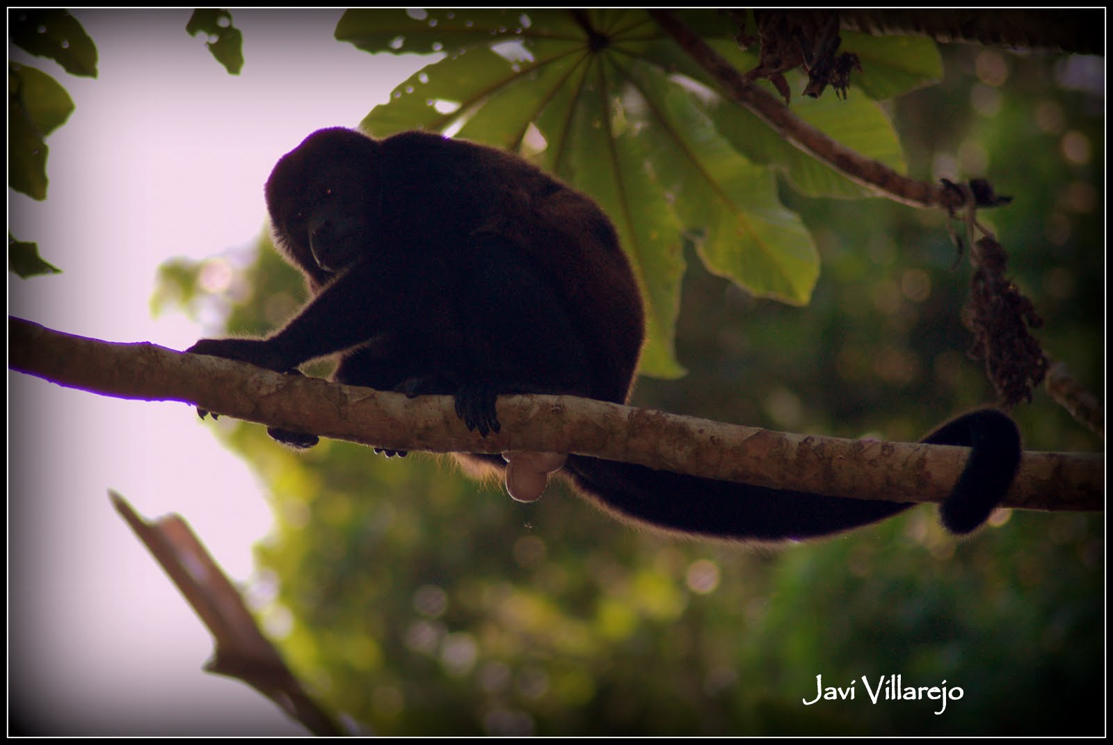 Trastero del viajero: Costa Rica, "Pura Vida"
