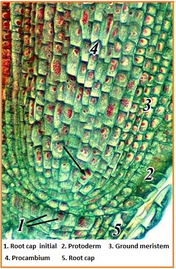 BIOLOGI GONZAGA: MERISTEM