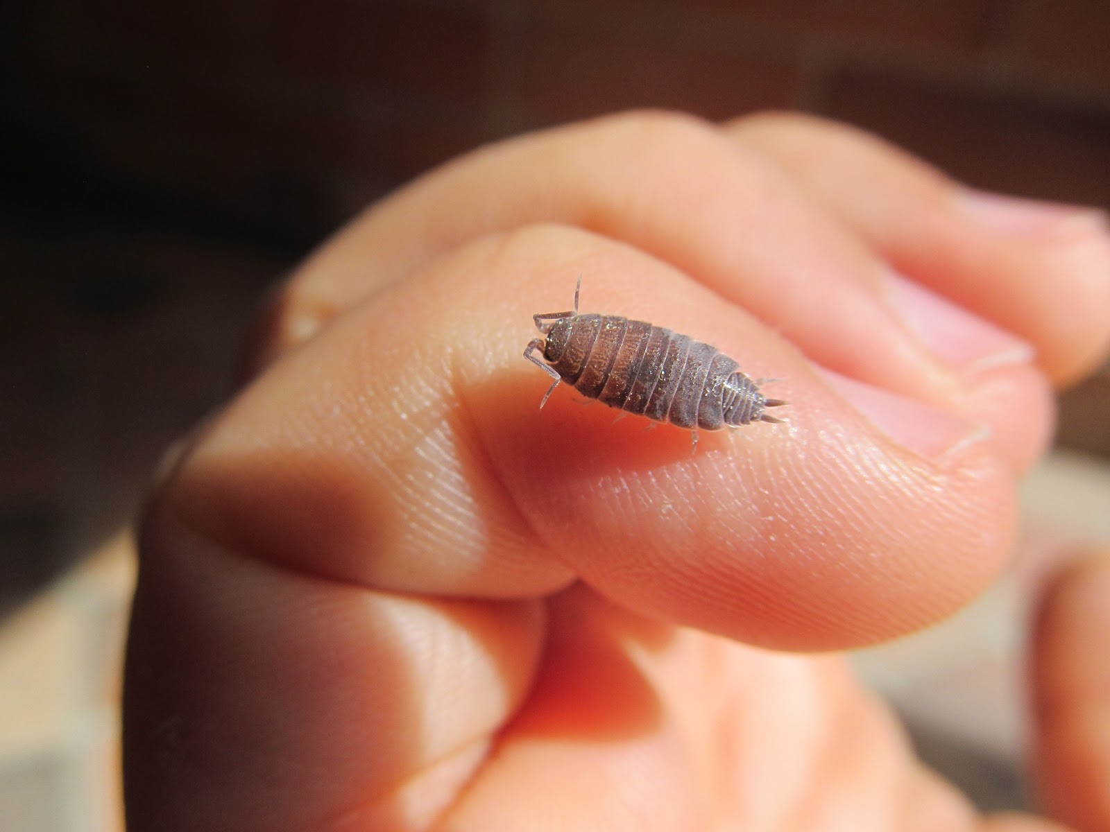 Fauna de Colombia - Wildlife Colombia: Cochinillas de humedad ...
