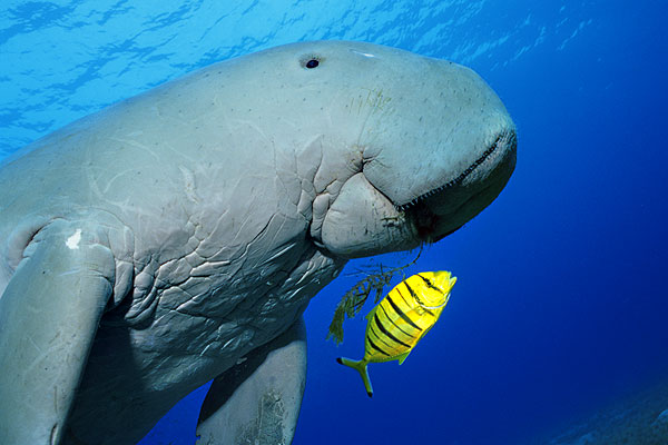 Animals of the world: Dugong dugon