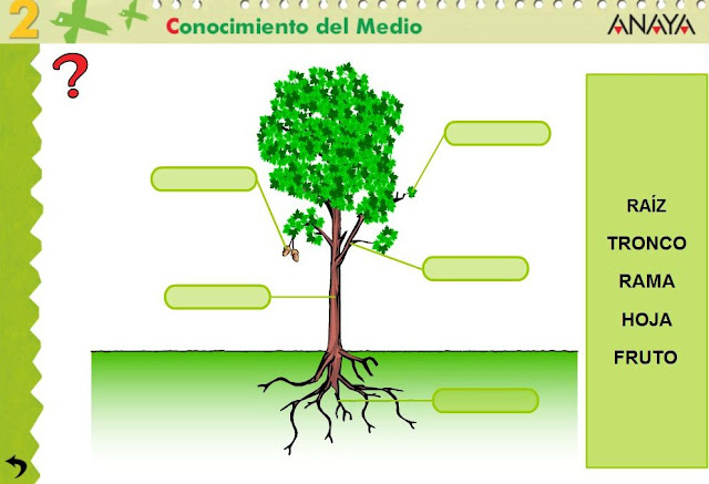 La naturaleza con niños: Partes de un árbol