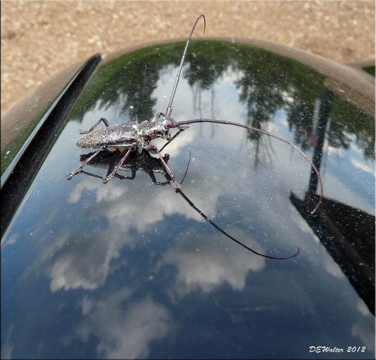 The Home Bug Garden: Deluges & Devil's Darning Needles