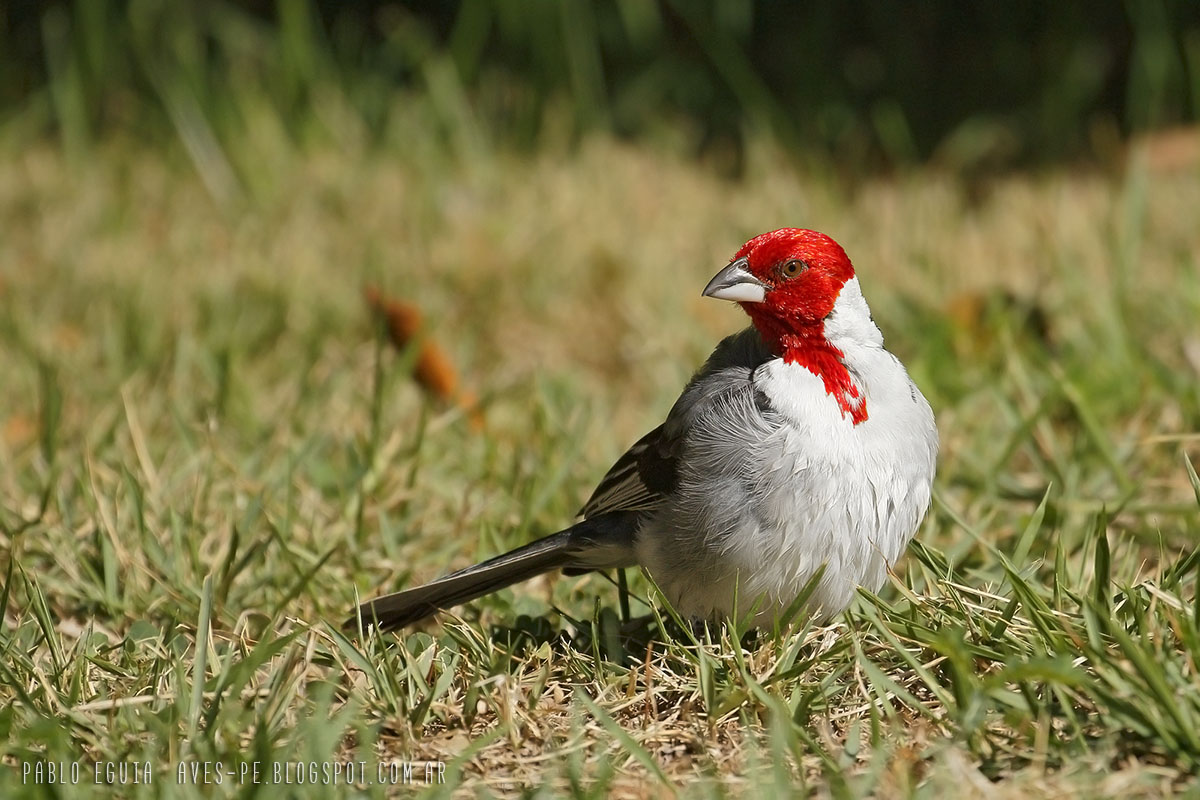 mis fotos de aves: Paroaria dominicana Cardenilla Dominica Red-cowled ...