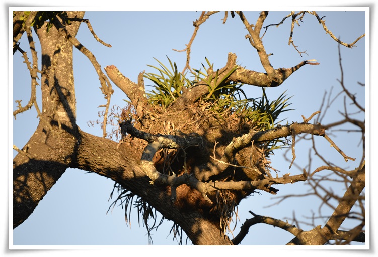 LIVING LIFE TO THE MAX: Day 1 (Afternoon): OUR AFRICAN SAFARI - TANGALA