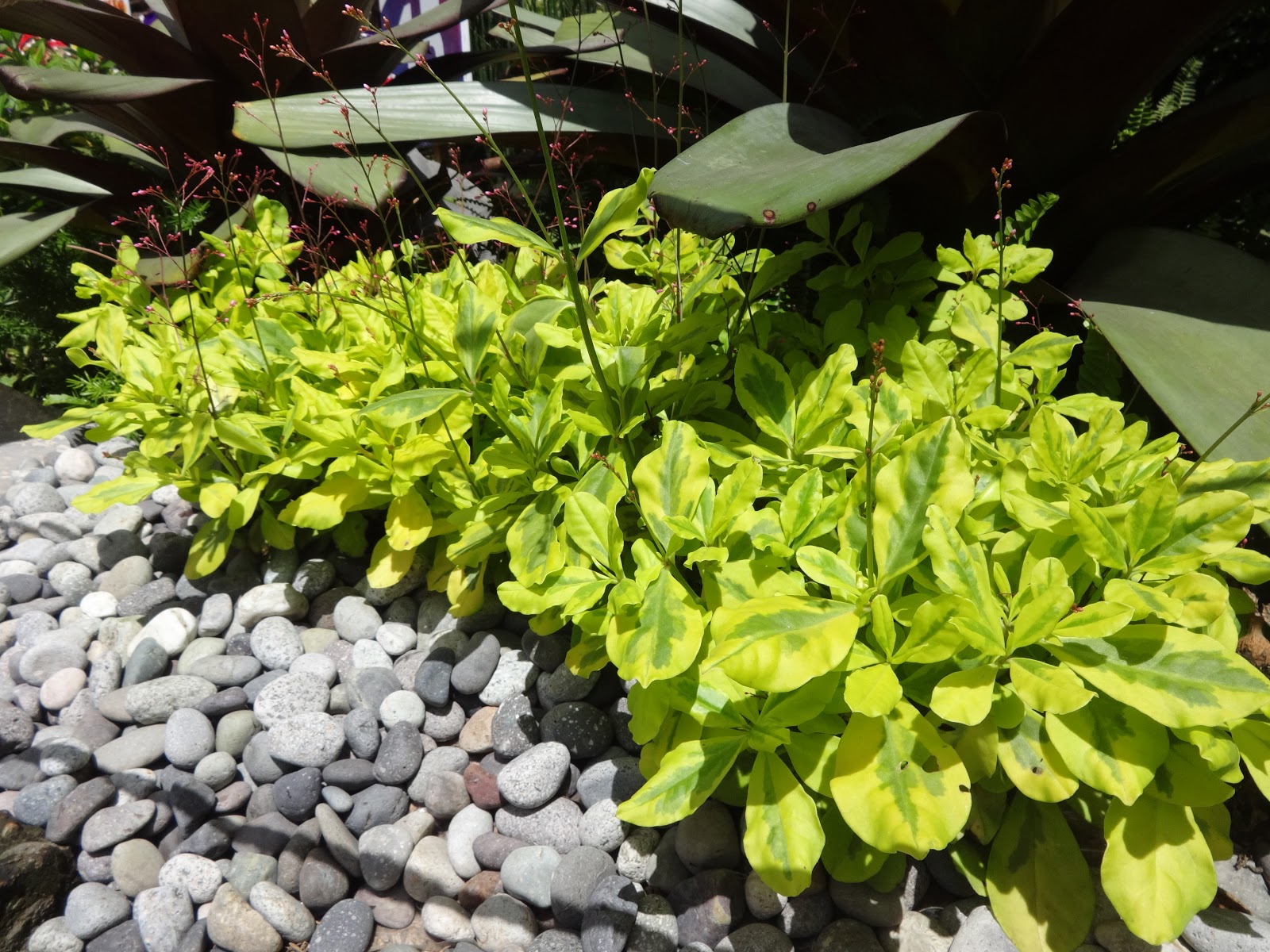 Herbs from Distant Lands: Talinum triangulare - Philippine Spinach ...