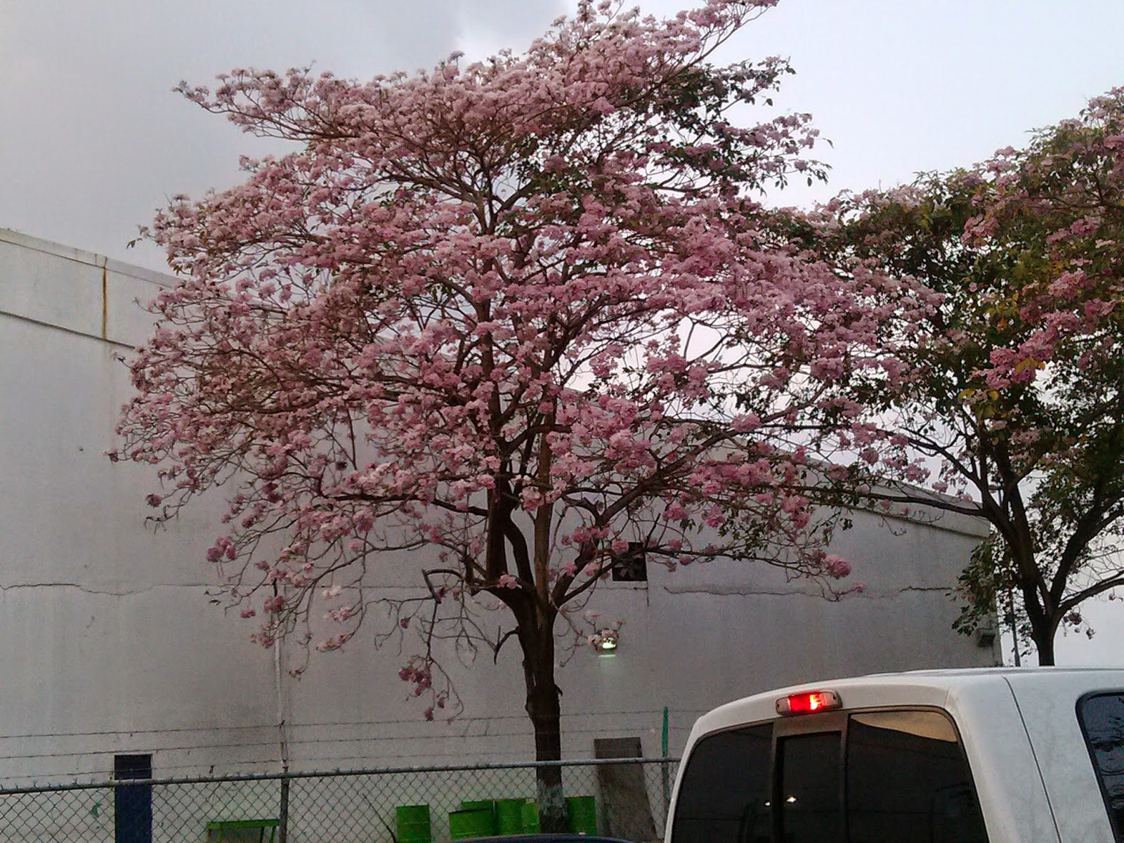 México en Fotografías: Maculis en Villahermosa