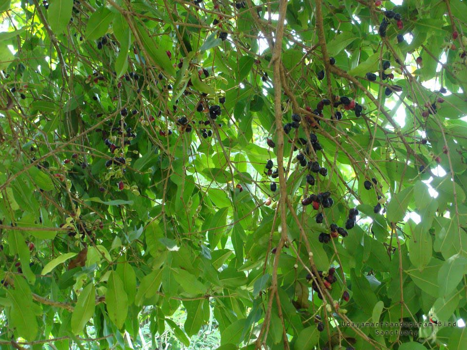 naval palam ~ nachikulam