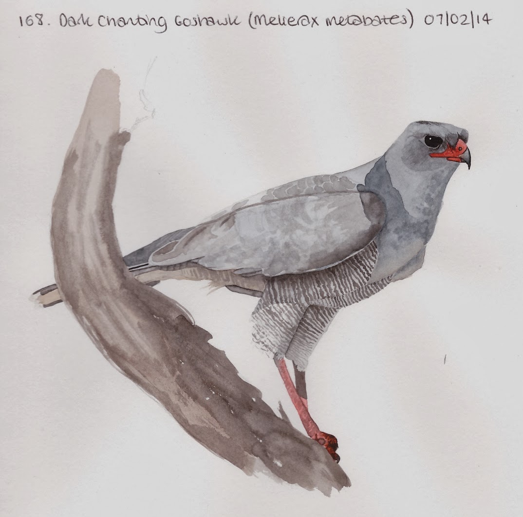 Learn.Draw.BIRD.: February 2014