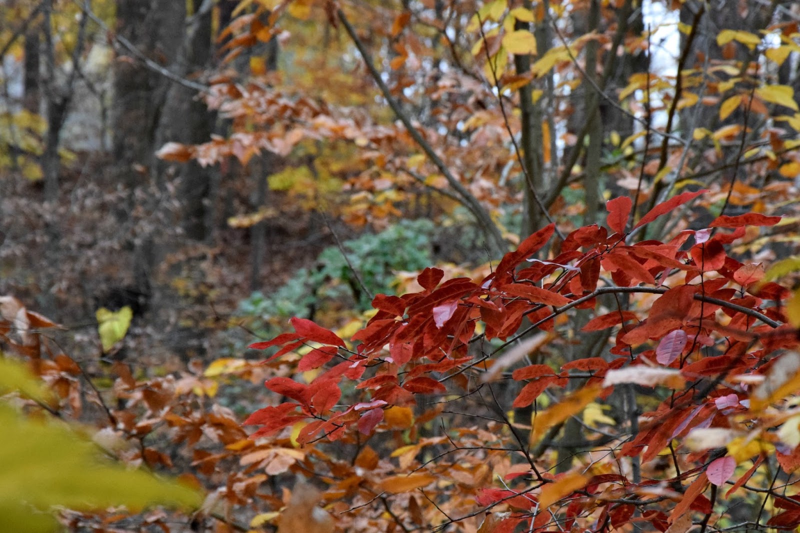Using Georgia Native Plants: Deciduous Delights
