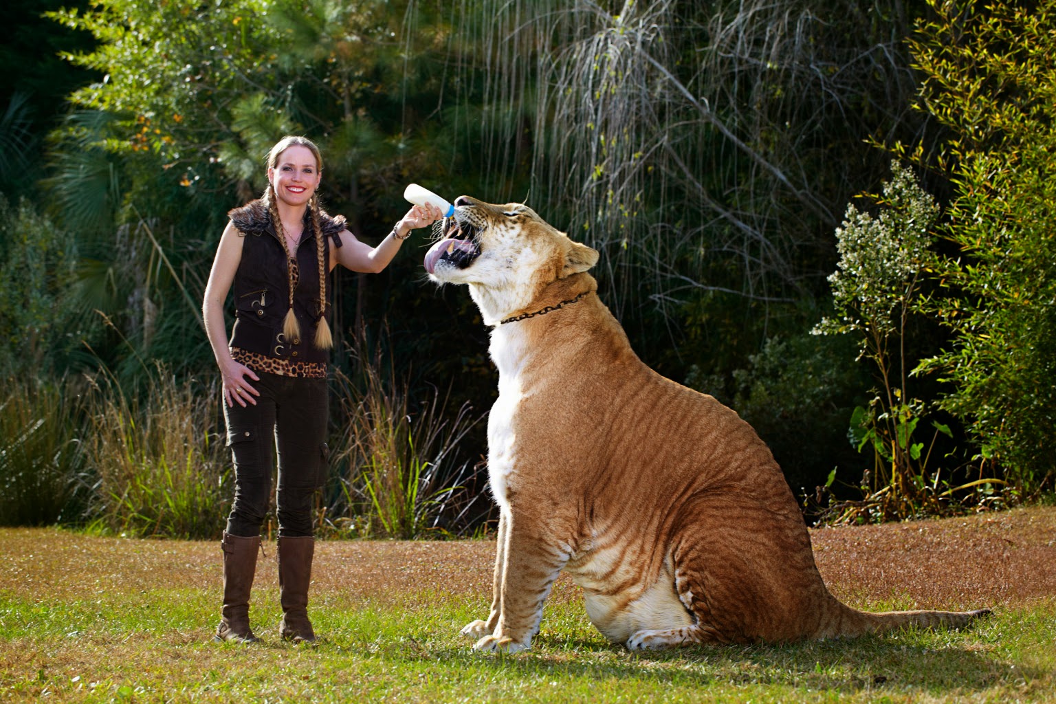 Biologia-Vida: Ligre: o gigante híbrido de tigre e leão / Liger: the ...