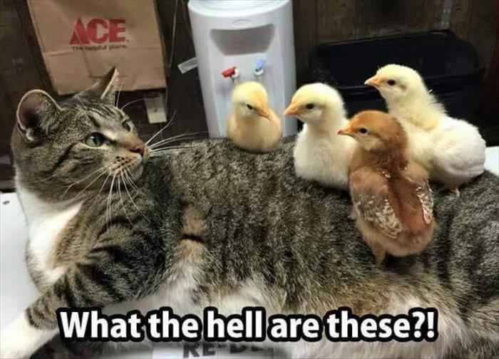 30 Funny animal captions - part 36 (30 pics) | Amazing Creatures