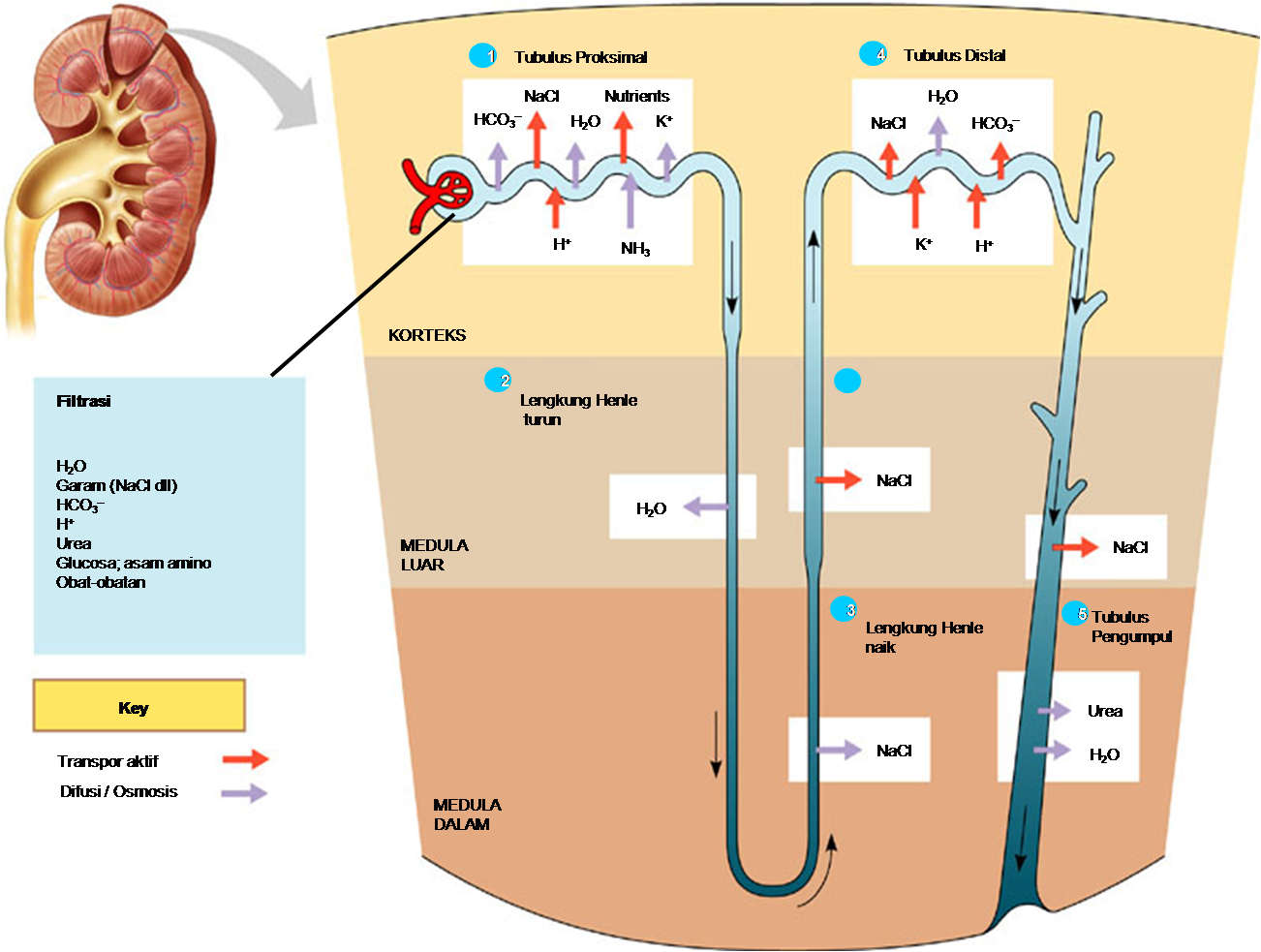 Pras Academy - SMP: Mengenal Organ Ekskresi: Ginjal