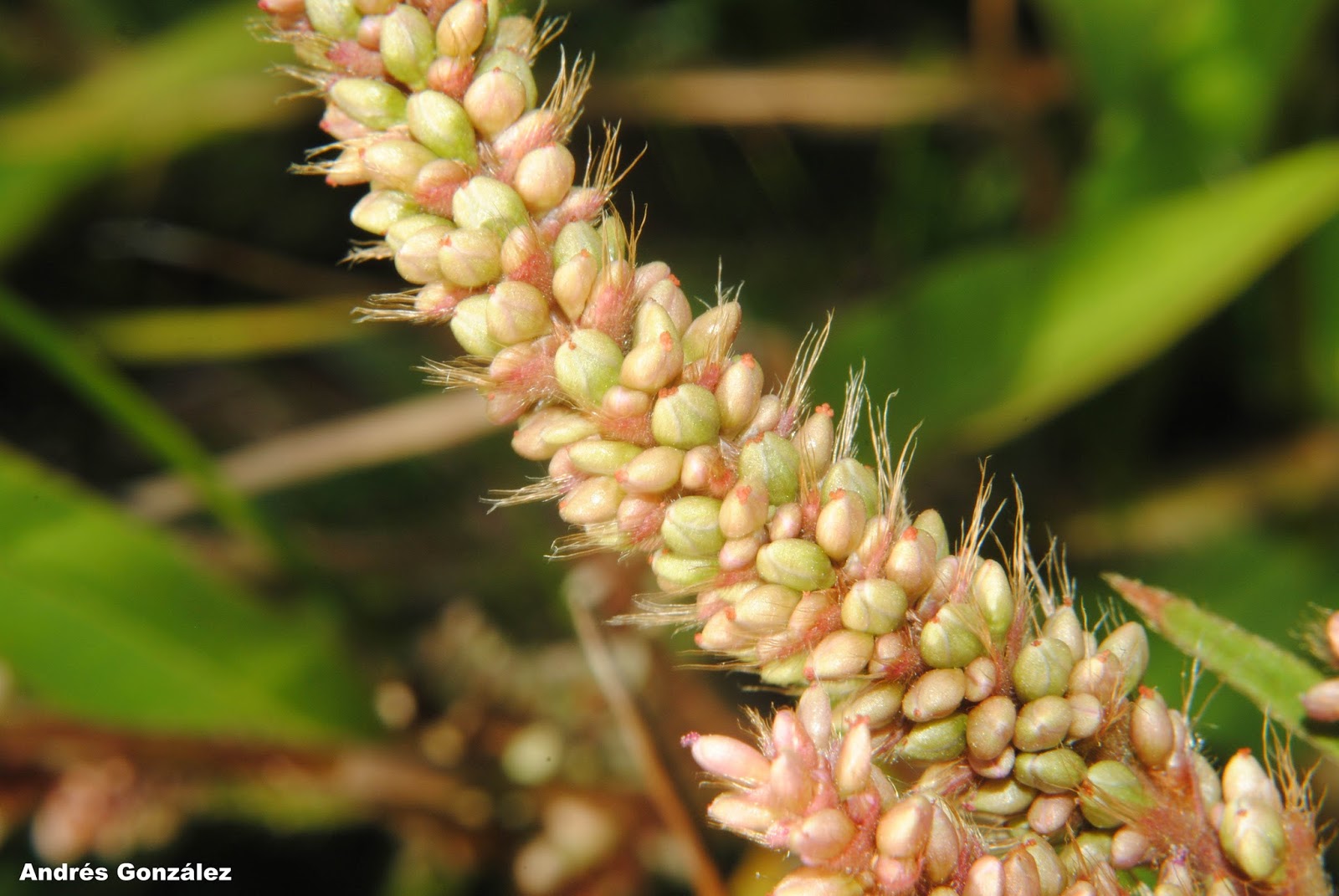 FOTOS DE FLORA NATIVA Y ADVENTICIAS DE URUGUAY : Polygonum acuminatum ...
