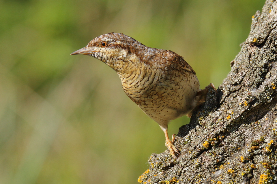 FOTOGRAFÍA DE FAUNA: PICIDOS (Picos)