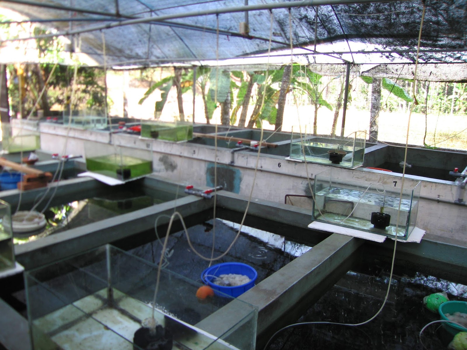 Ornamental Fish Breeder