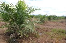 Petak Semai: PANDUAN MERACUN SAWIT