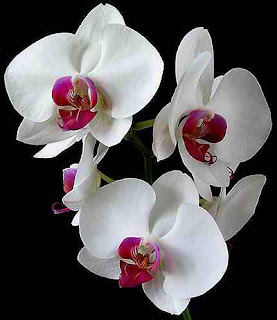 Orchids ~ Garden and Flowers