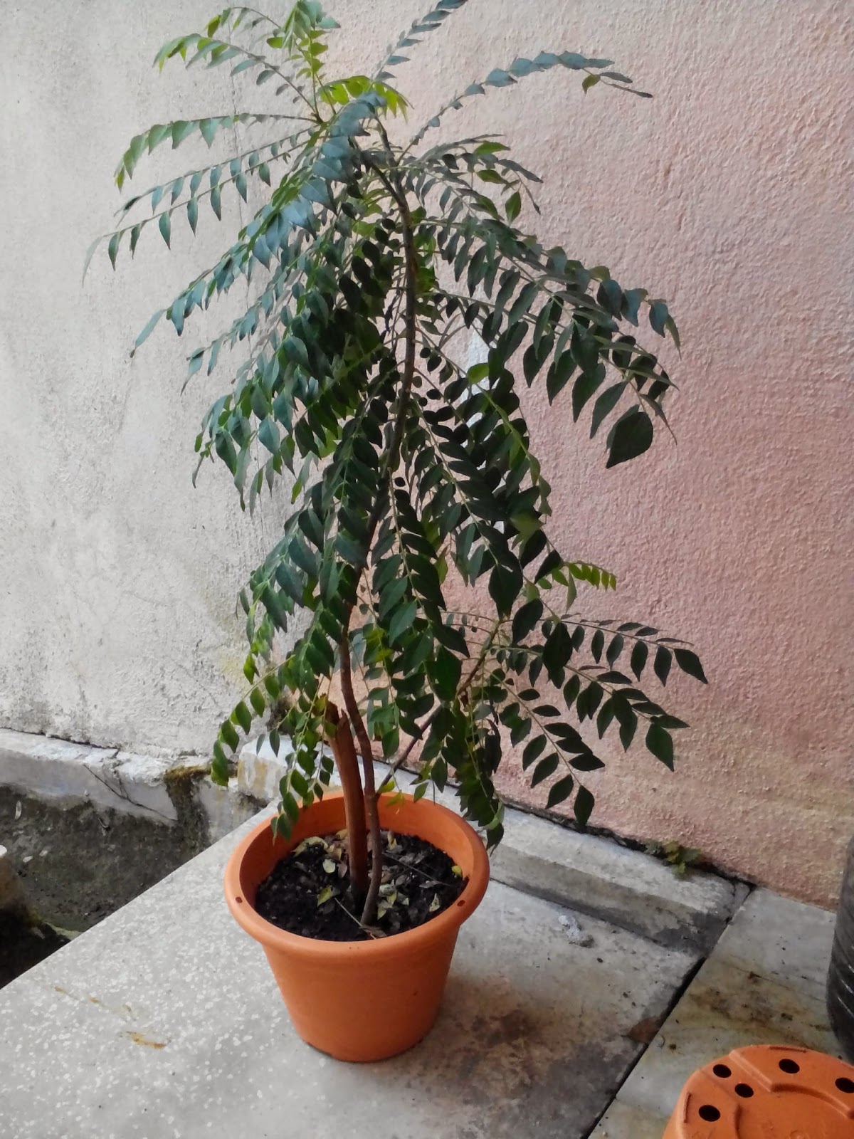 Kini Dan Selamanya: Projek Tanaman : Pokok Kari