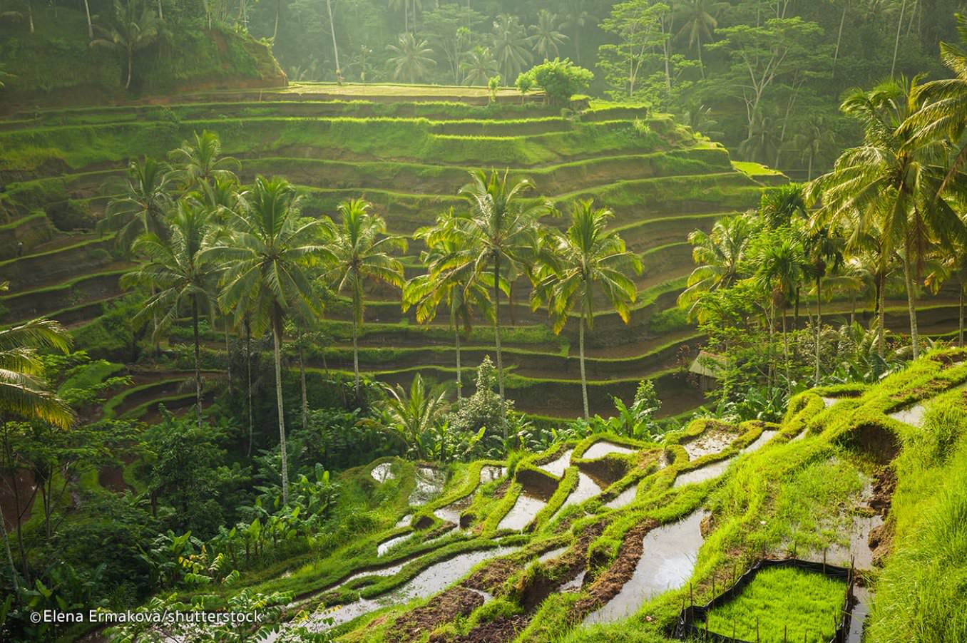 Ceking Rice Terrace - Tegallalang, Bali