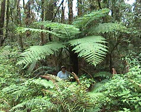 C.T.A: NUTRICION AUTOTROFA (LA FOTOSINTESIS)