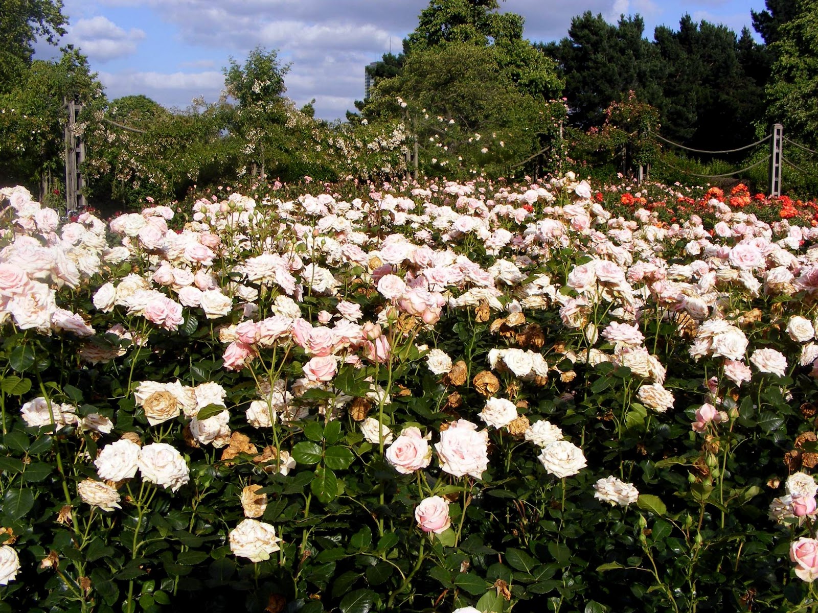 Queen Mary's Rose Garden (28 June 2008)