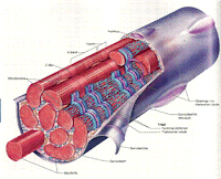 CONSTRUINDO O CONHECIMENTO EM EDUCAÇÃO FÍSICA: 11 - SISTEMA MUSCULAR