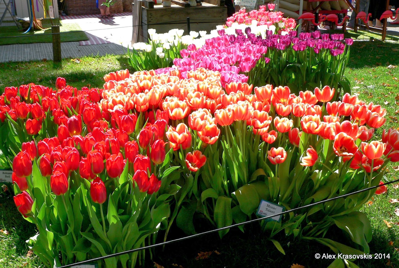 Aggregata Plants & Gardens: Melbourne International Flower & Garden ...